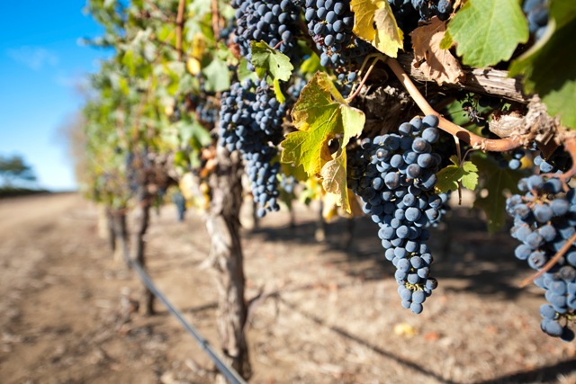 Richard Hamilton Wines - Winery in South Australia | Winetourism.com