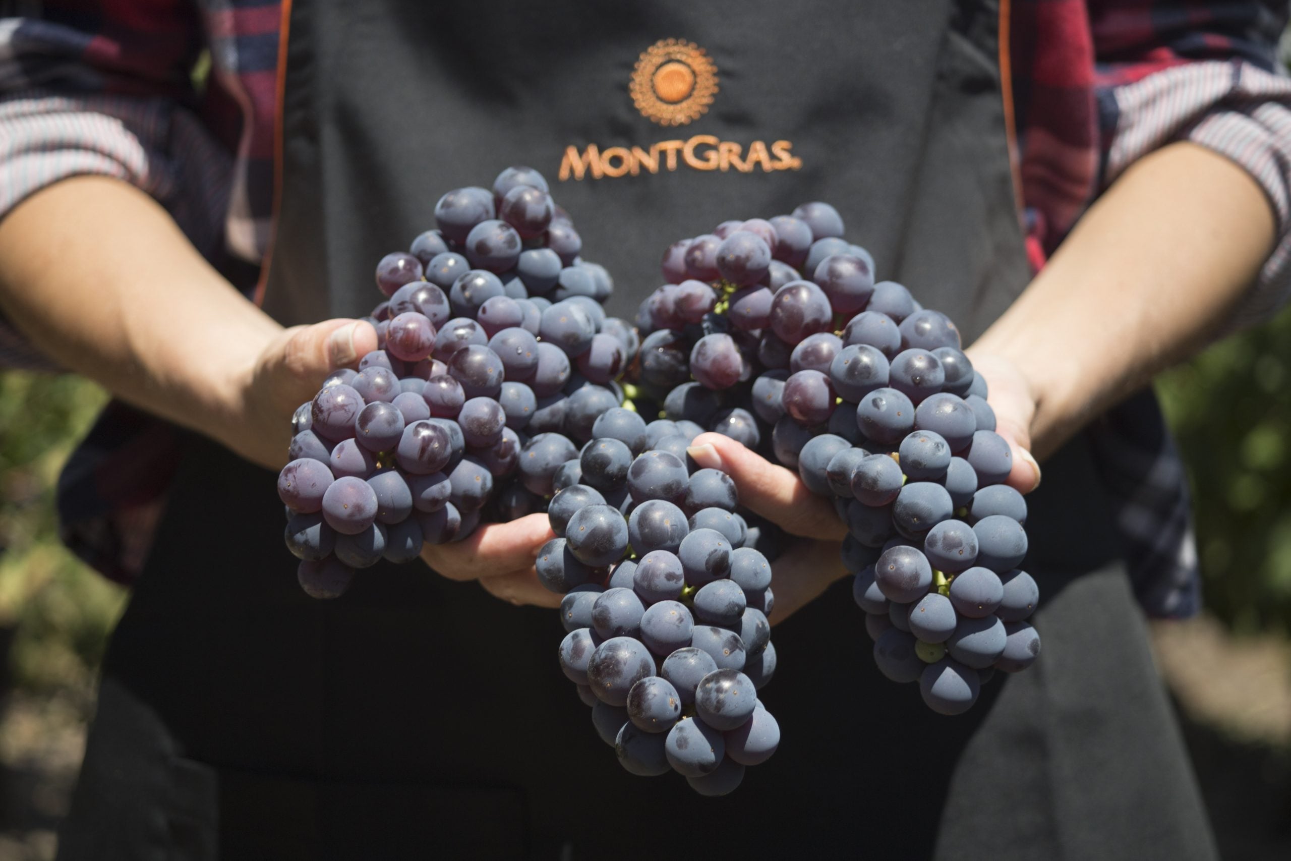 MontGras - Winery in Leyda | Winetourism.com