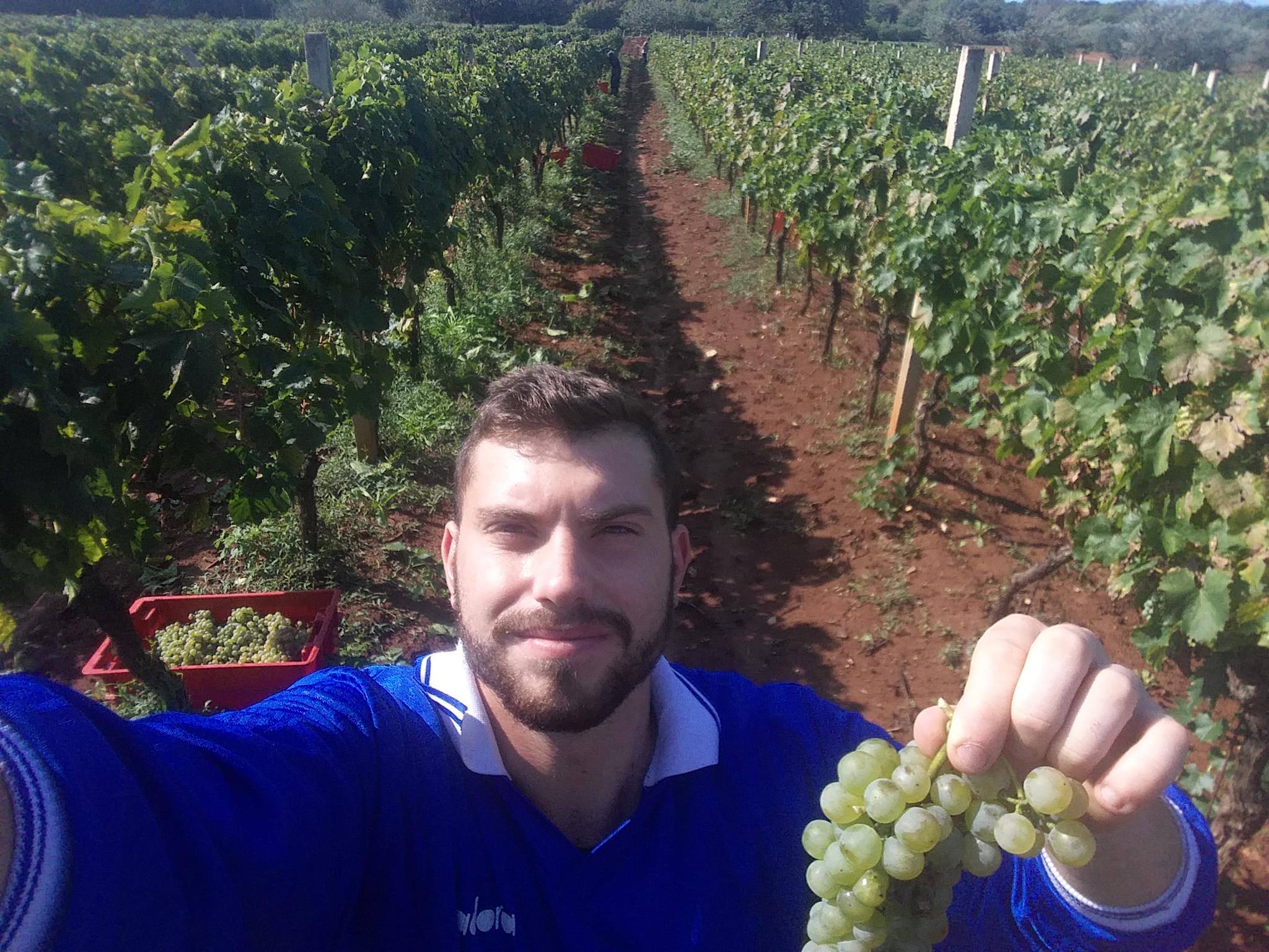 Stancija Collis - Winery in Istria | Winetourism.com