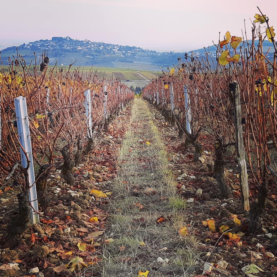 Vincent Grall Vigneron - Wine tasting | Winetourism.com