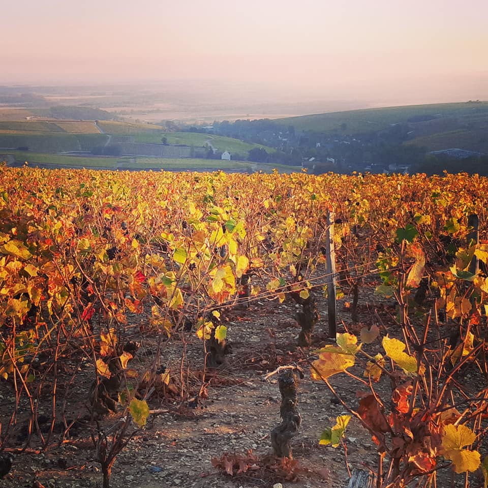 Vincent Grall Vigneron - Wine Tasting & Tour | Winetourism.com