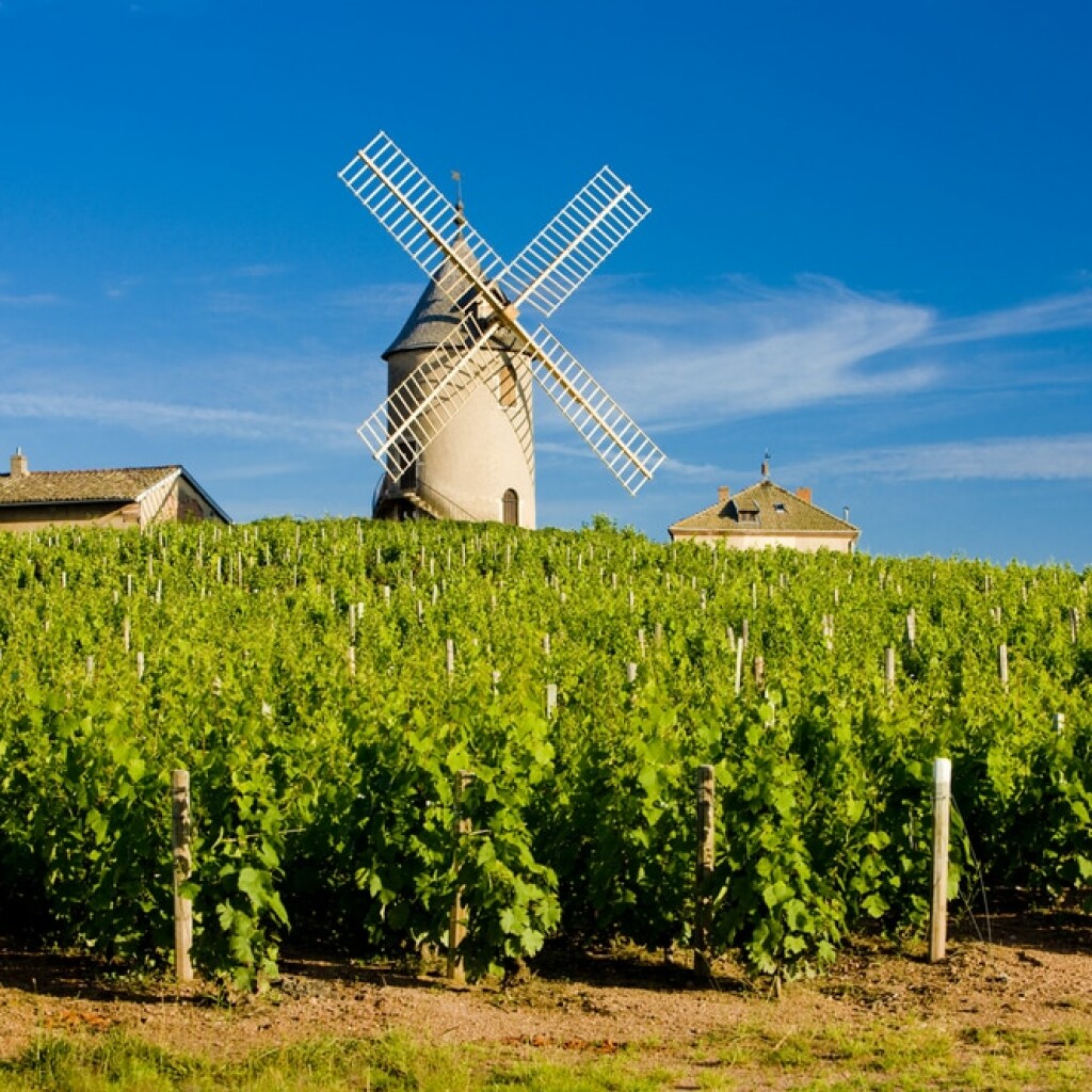 Saint-Romain Wines & Terroir 2026 | WineTourism.com