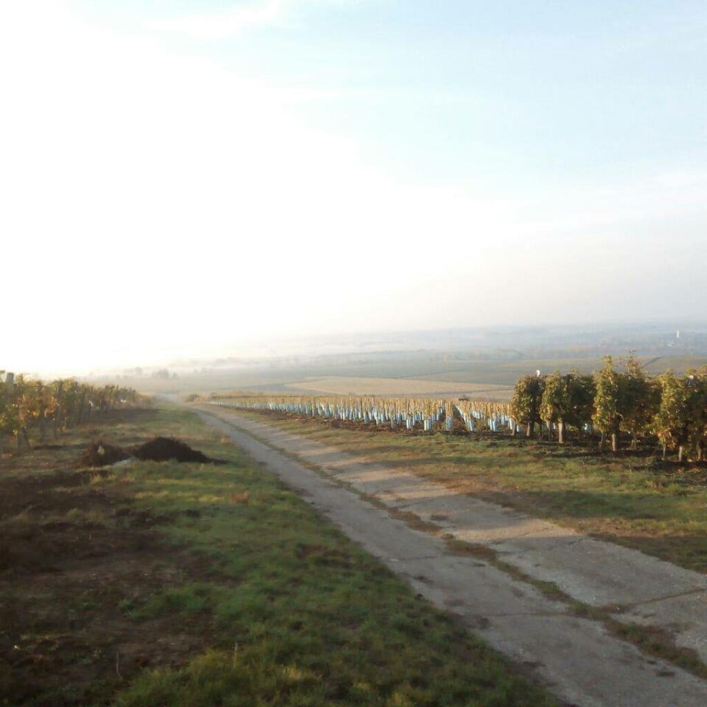 Tokaj Wine Region 2026 - Home of Tokaj Aszú | WineTourism.com