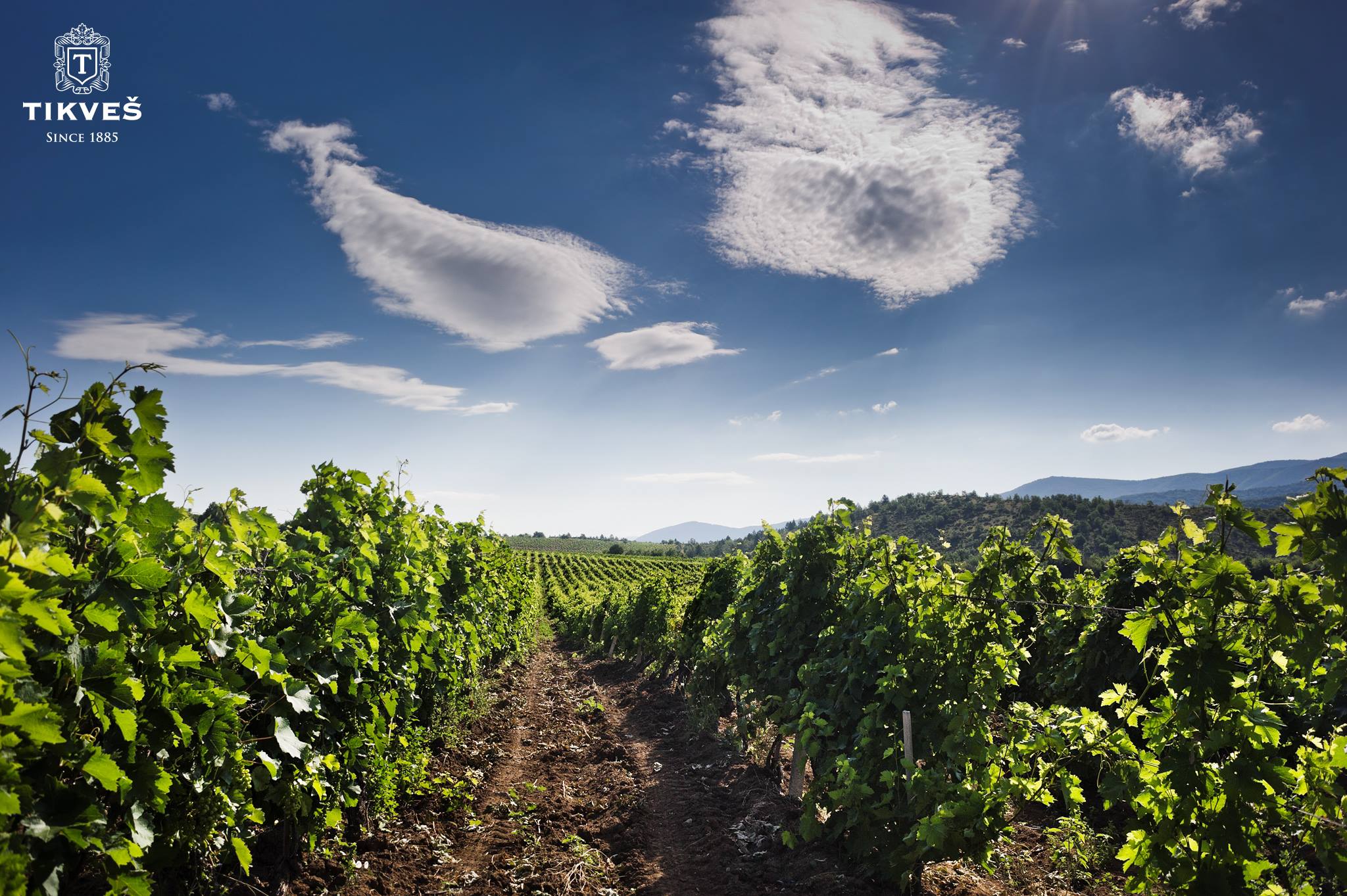 Wine tasting and tour at Tikveš Winery | Winetourism.com