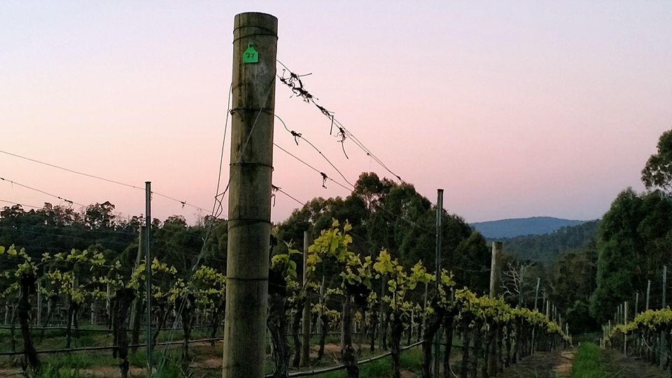 Winter Brook Vineyard - Wine Tasting in Tasmania| Winetourism.com
