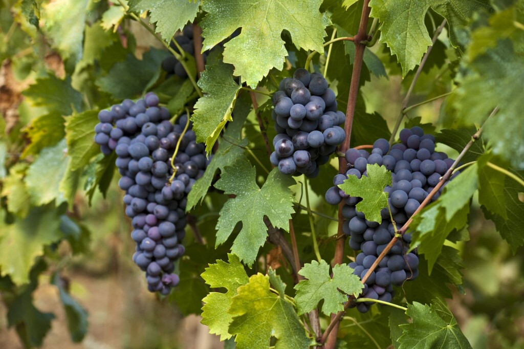 Your 2022 guide to Basilicata wine region | Winetourism.com
