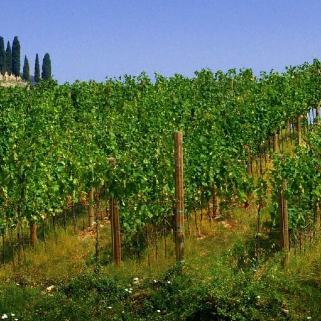 Franciacorta Wine Region 2026 | Wines & Wineries | WineTourism.com