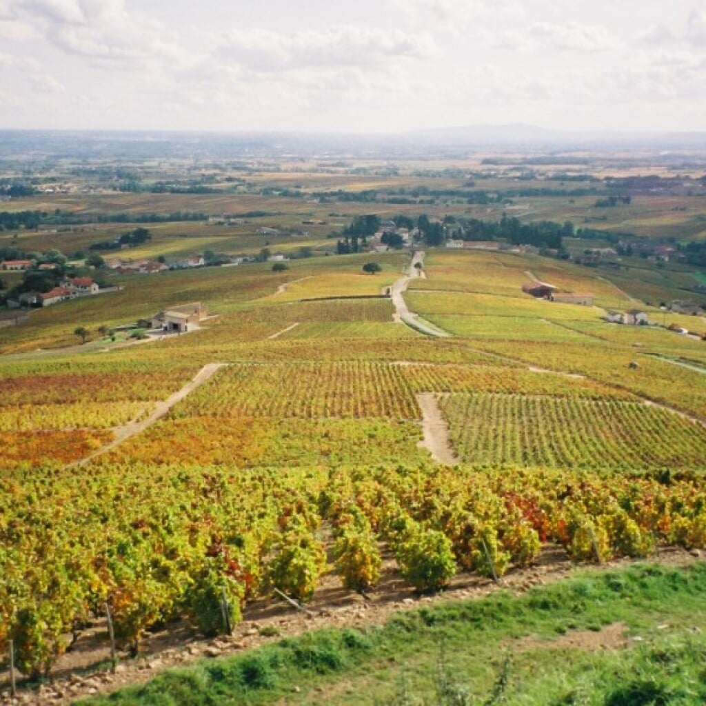 Bourgogne-Hautes-Côtes-de-Beaune 2026 Guide | WineTourism.com