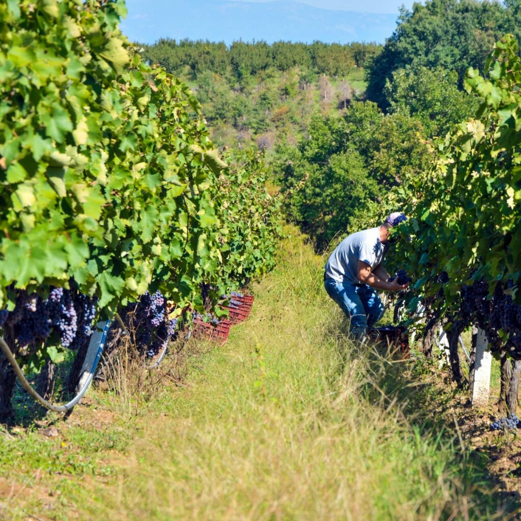 Vaeni Naoussa - Wine tasting & tour | Winetourism.com
