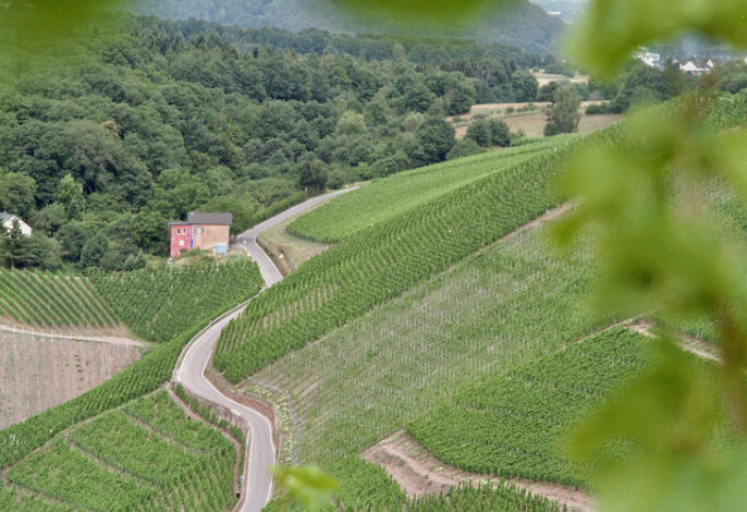 Your 2023 guide to Saar in Mosel Wine Region region | Winetourism.com