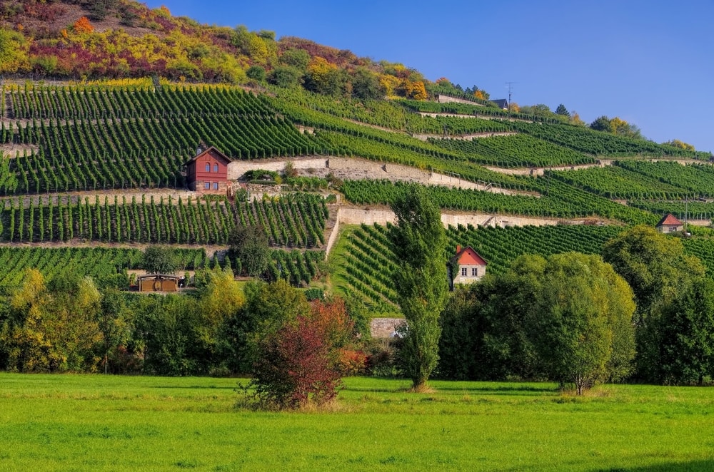 Saale - Unstrut Wine Region Guide | WineTourism.com