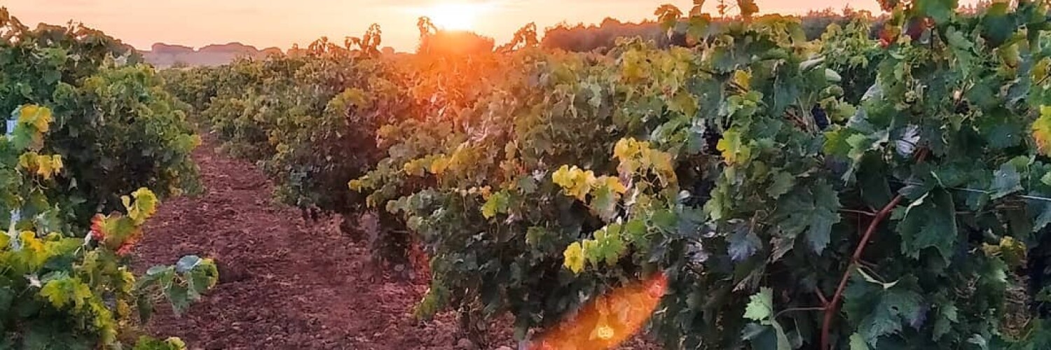 Bodegas Navarro López - Winery in Valdepeñas | Winetourism.com