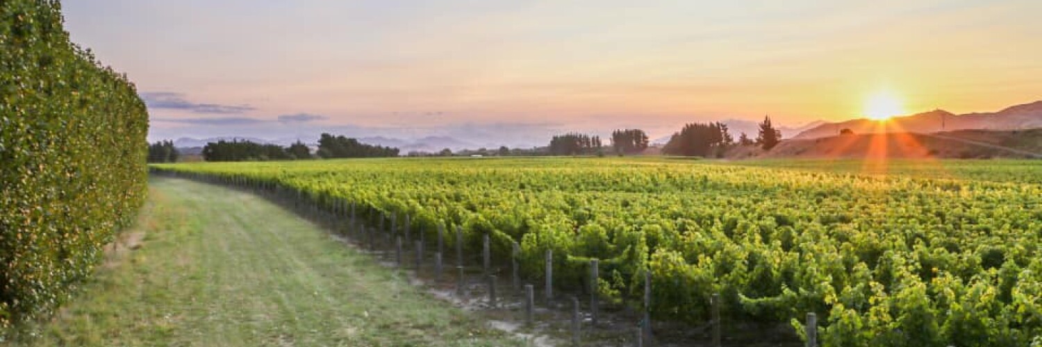 Cable Bay Vineyards - Winery in Marlborough & Waiheke | Winetourism.com