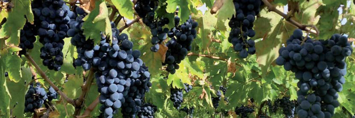 Castorani - Wine tasting & tour | Winetourism.com