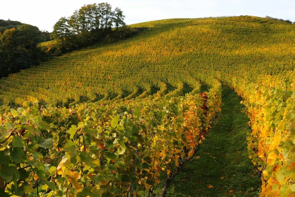 Your 2023 guide to Vaud region | Winetourism.com