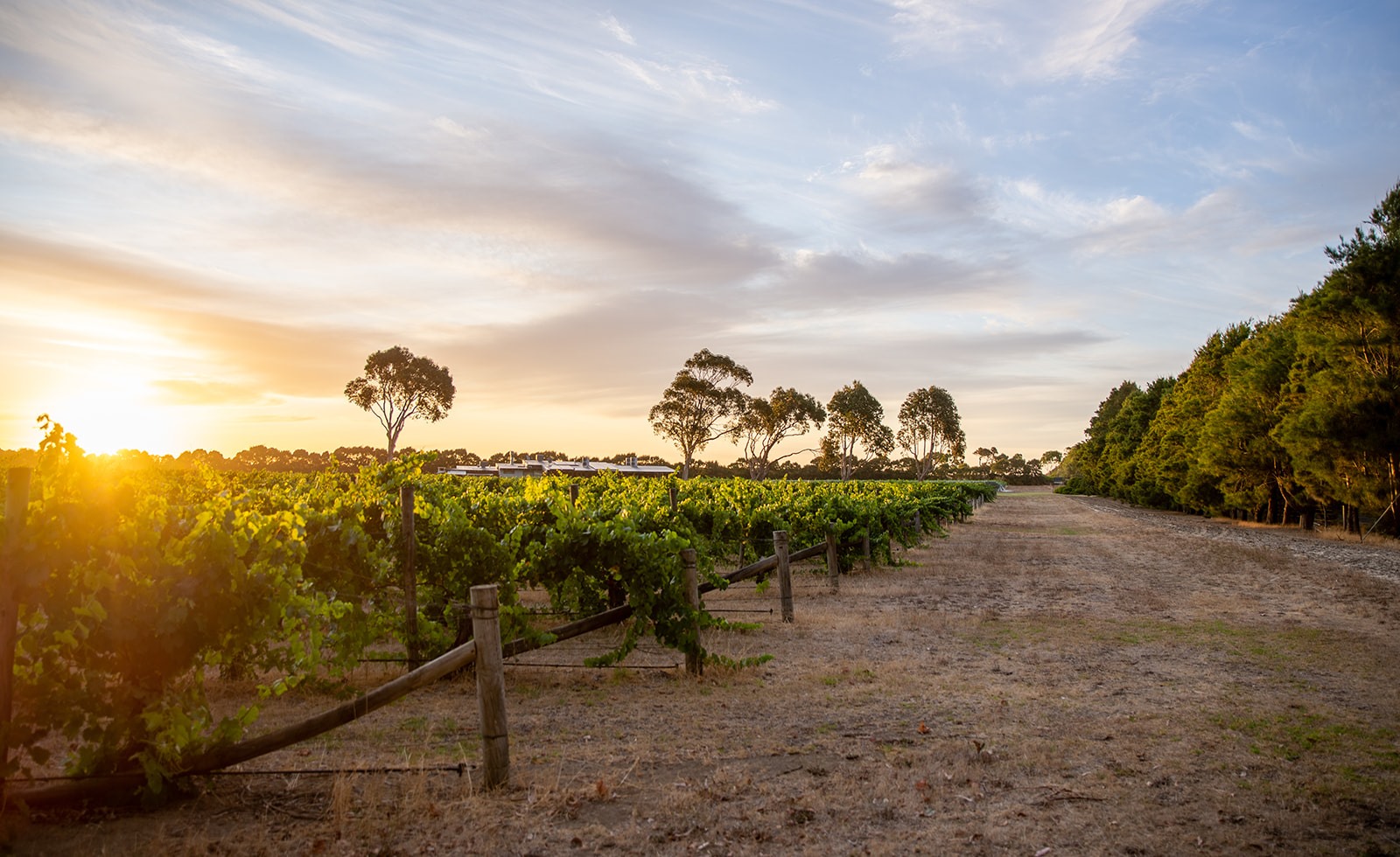 Australian wine regions - Wine tasting & tours | Winetourism.com