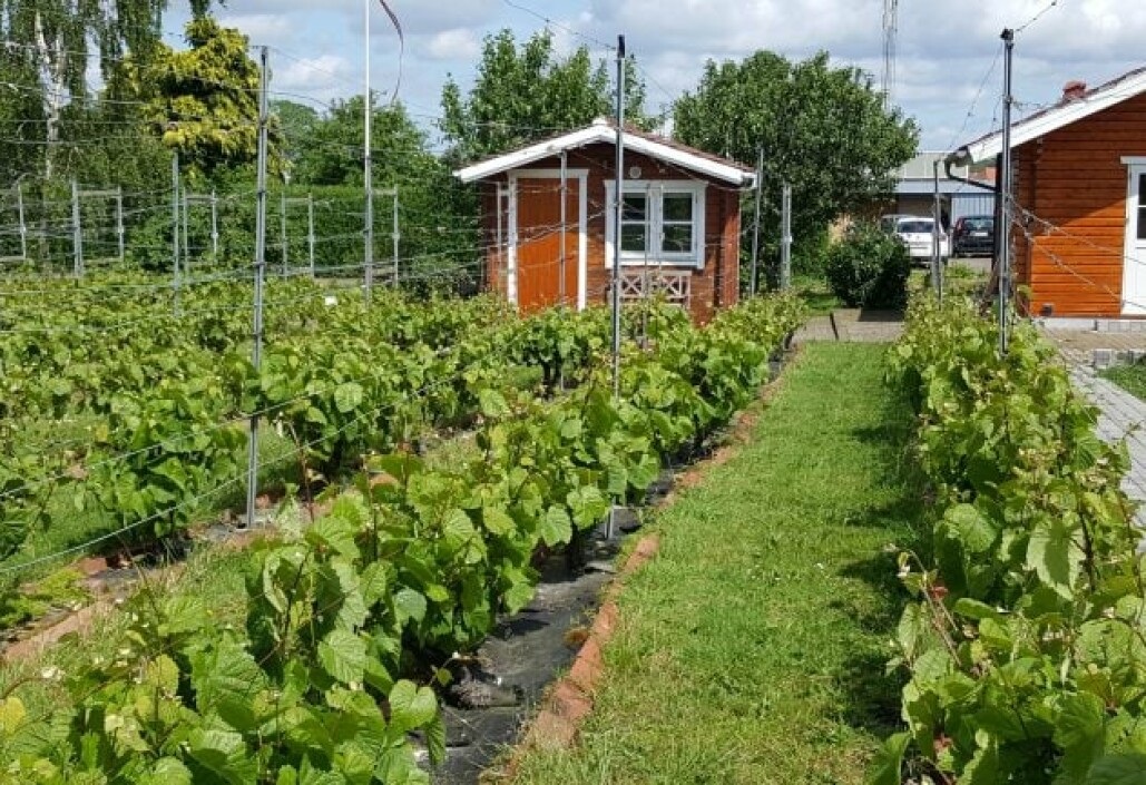 10 best wineries in Denmark to visit in 2023 | Winetourism.com
