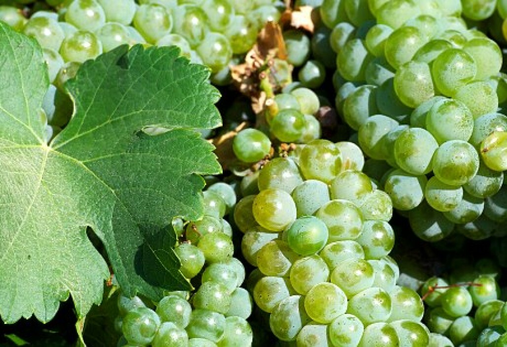 Your 2023 guide to Bekaa Valley wine region | Winetourism.com
