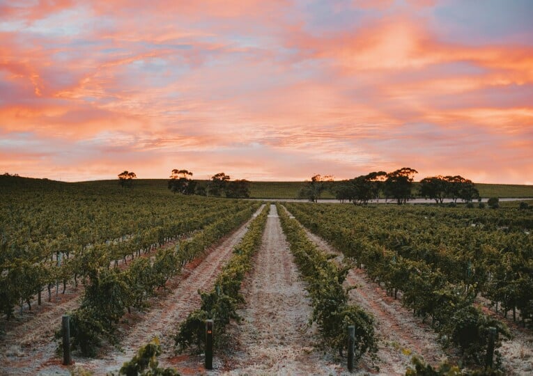 10 best wineries in South Australia to visit in 2022 | Winetourism.com
