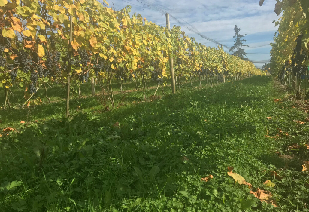 Gambellara - Wine Region in Veneto, Italy | Winetourism.com