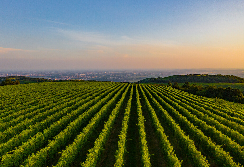 Valpolicella - Wine Region in Veneto, Italy | Winetourism.com