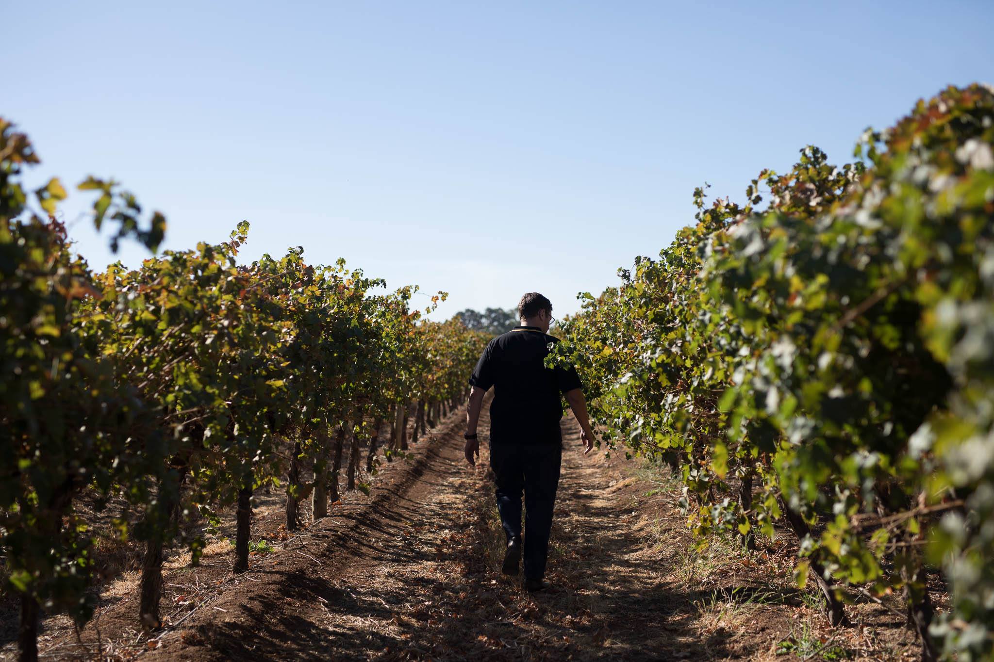 Nugan Estate - Wine tasting & tour | Winetourism.com