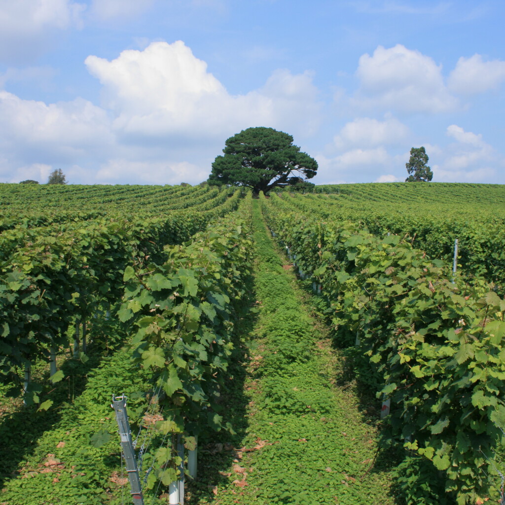 Stopham Winery Tour & Tasting Experience in England | Winetourism.com