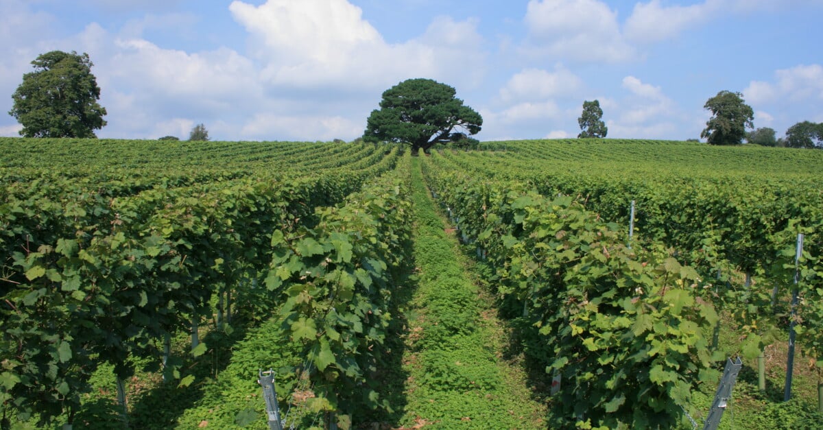 Stopham Winery Tour & Tasting Experience in England | Winetourism.com