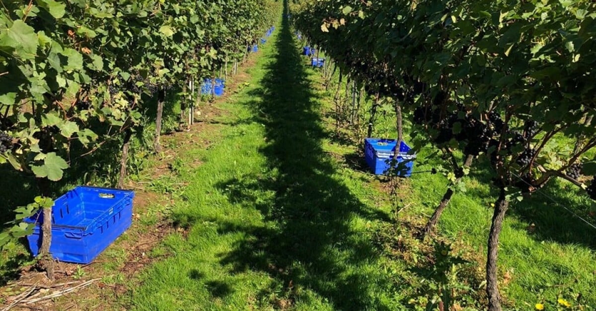 Stopham Winery - Winery in Sussex | Winetourism.com