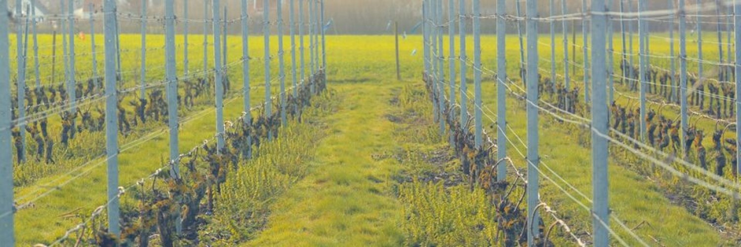 Vingården I Klagshamn - Winery in Scania | Winetourism.com