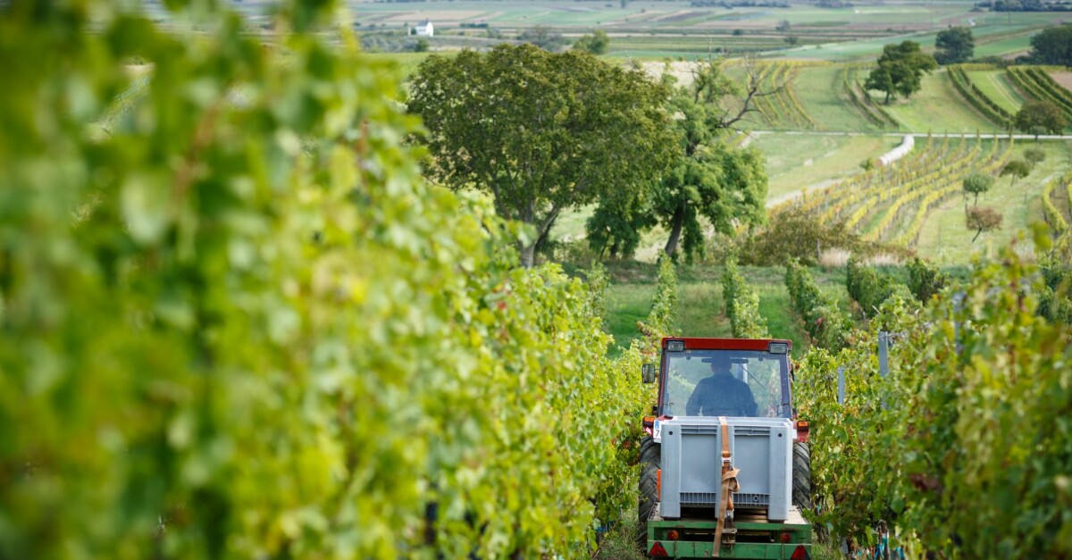 Weingut Mad - Winery in Burgenland | Winetourism.com