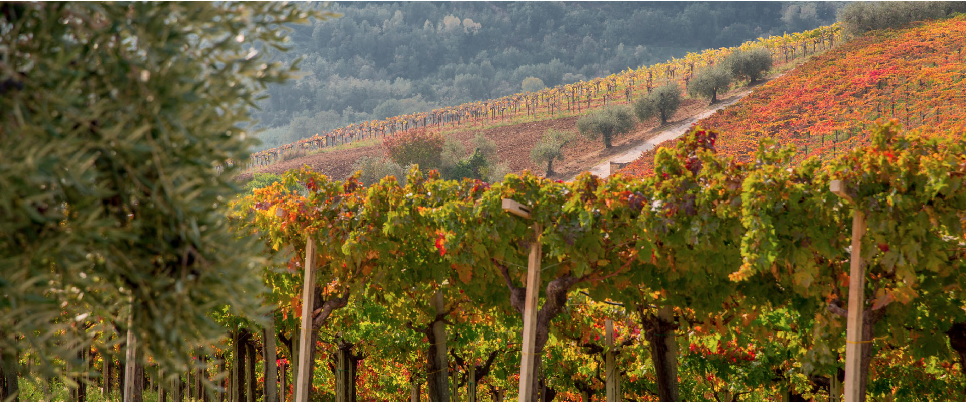 Tenuta Masciangelo - Wine Tasting & Tour | Winetourism.com