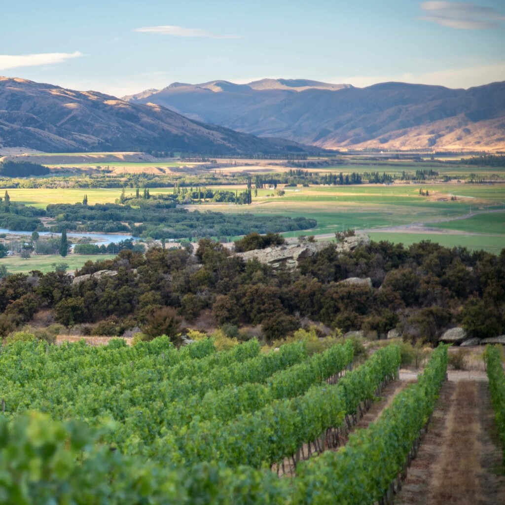Cromwell Basin Wines 2026 | Central Otago Guide WineTourism.com