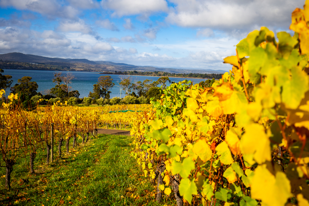 Your 2023 guide to Tasmania wine region | Winetourism.com