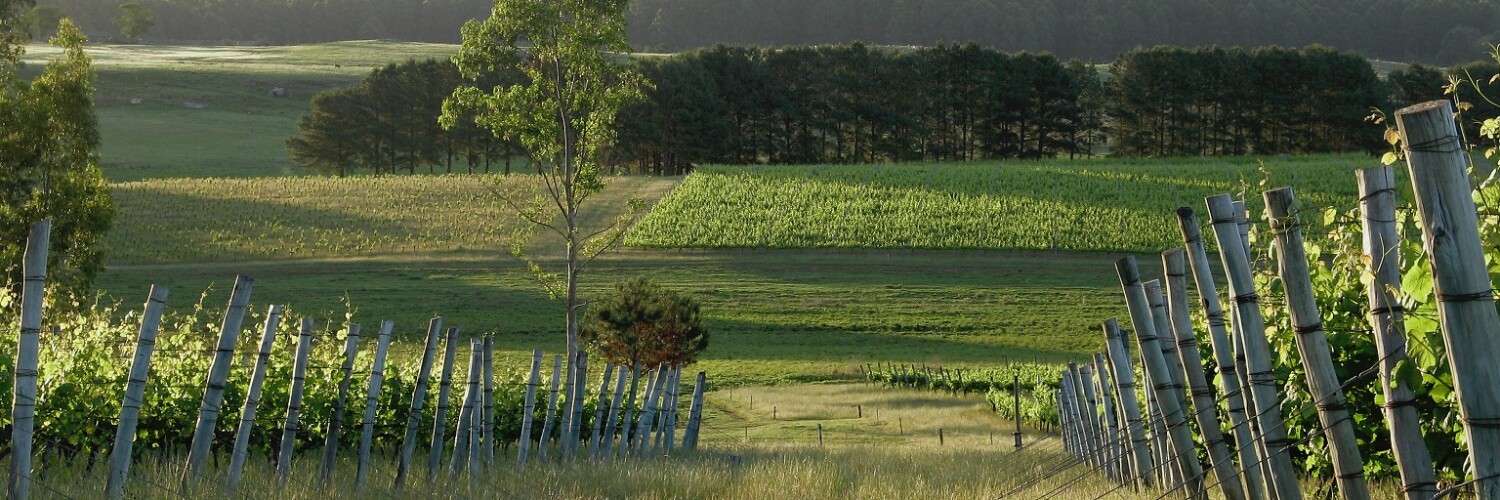 Bodega Cerro Chapeu - Winery in Montevideo, Uruguay | Winetourism.com