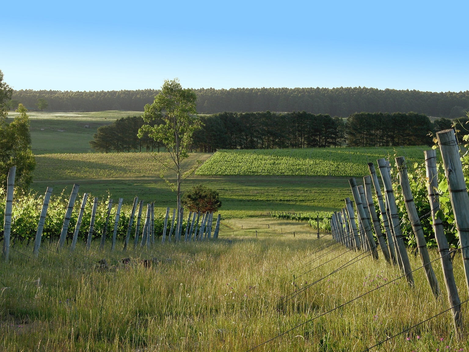 Bodega Cerro Chapeu - Wine tasting & tour | Winetourism.com