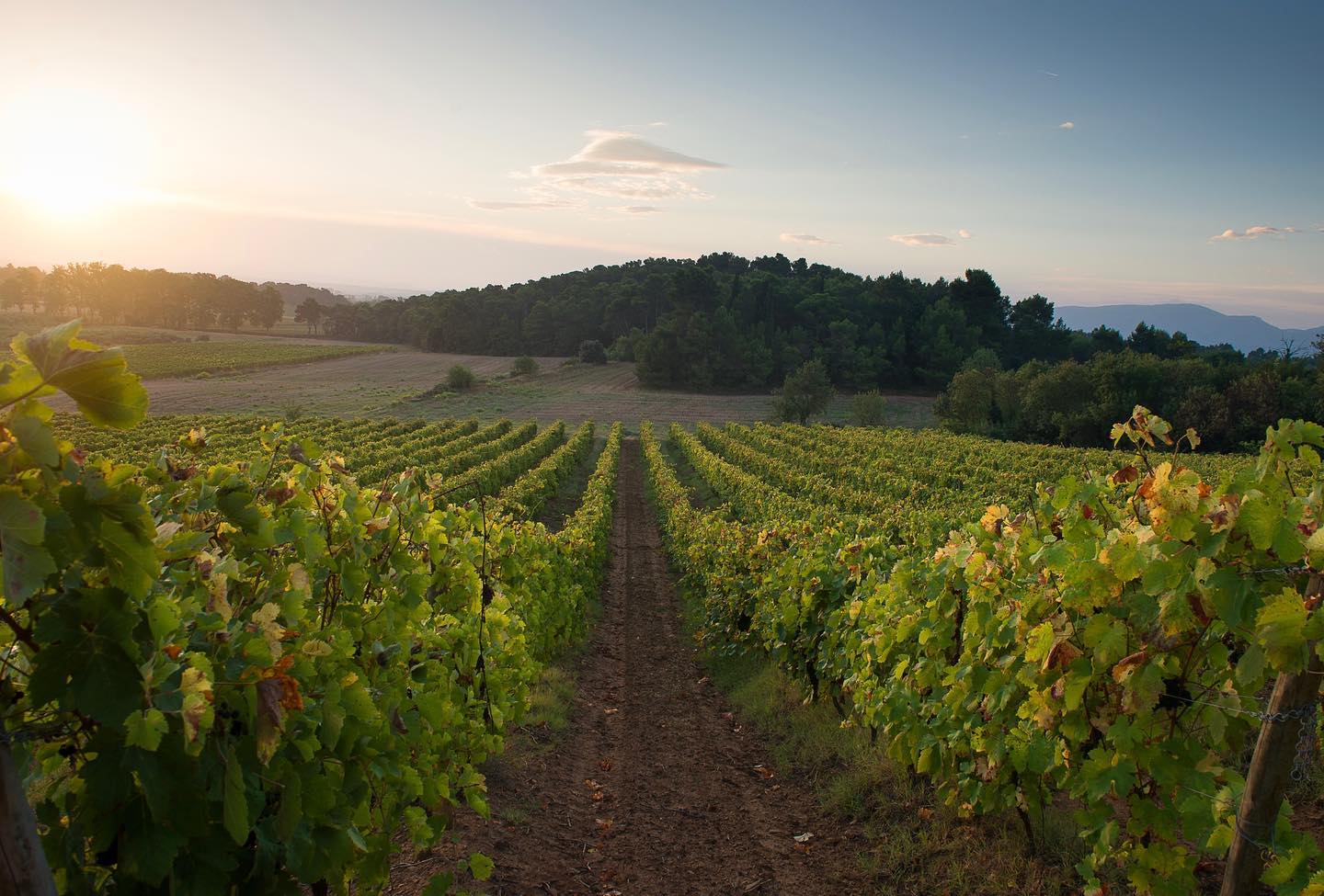 Château Canet - Wine tasting & tour | Winetourism.com