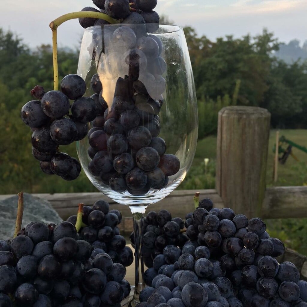 Crotin 1897 Wine Tasting & Tour in Piedmont | Winetourism.com