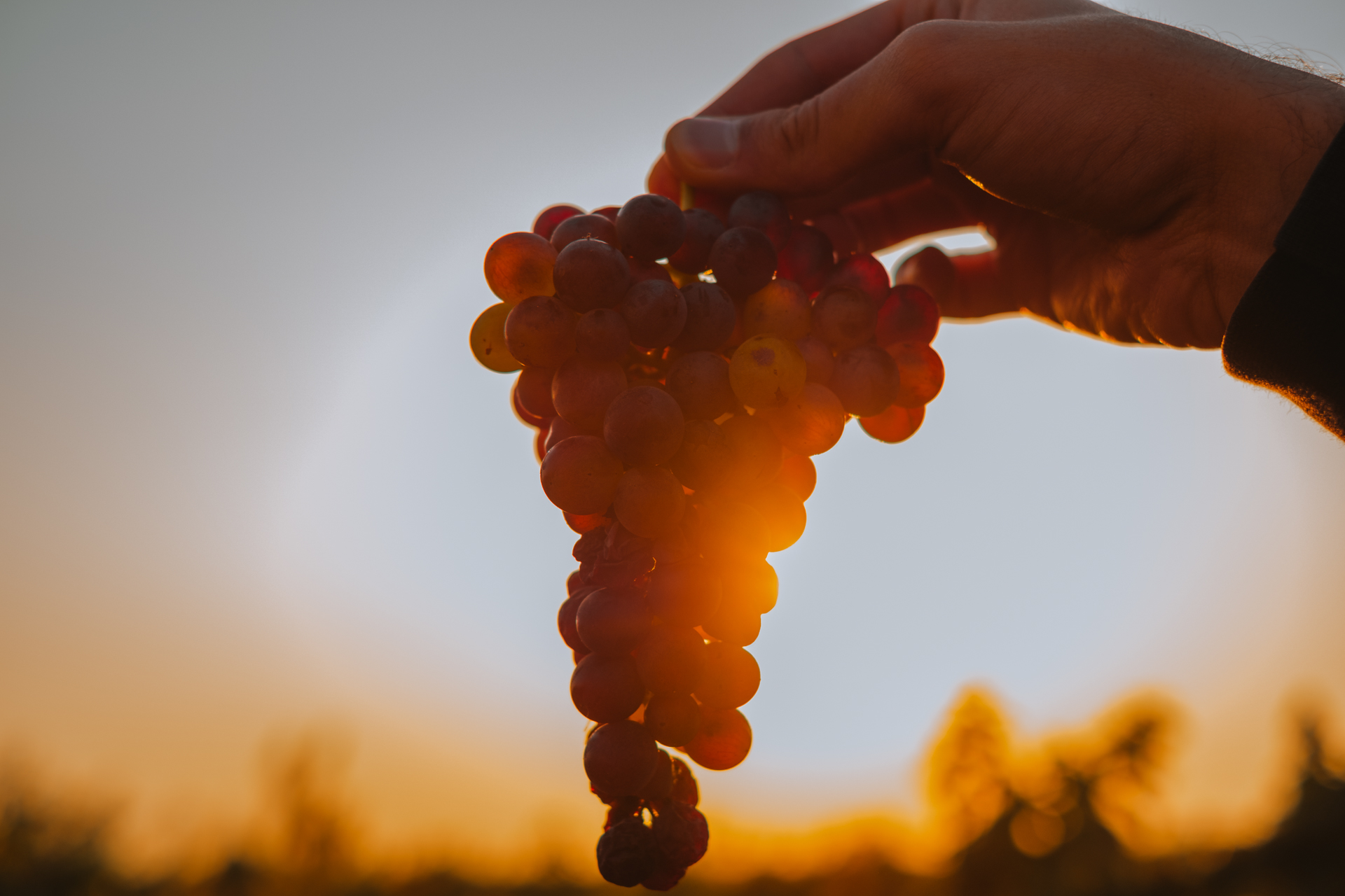 Vetrère - Light Lunch and Wine Tasting| Winetourism.com