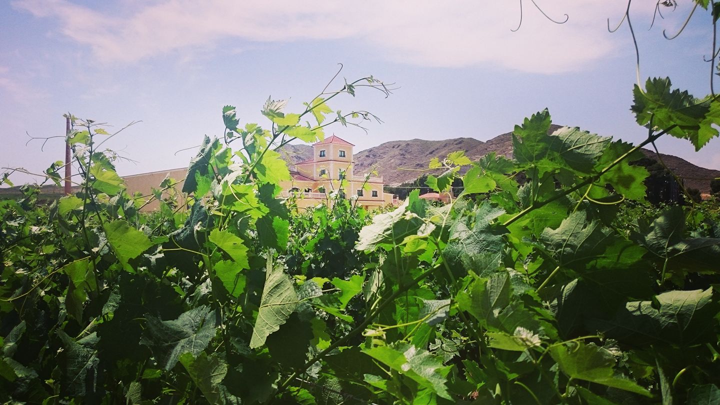 Viñedos y Bodegas Asensio Carcelén - Wine Tasting & Tour | Winetourism.com