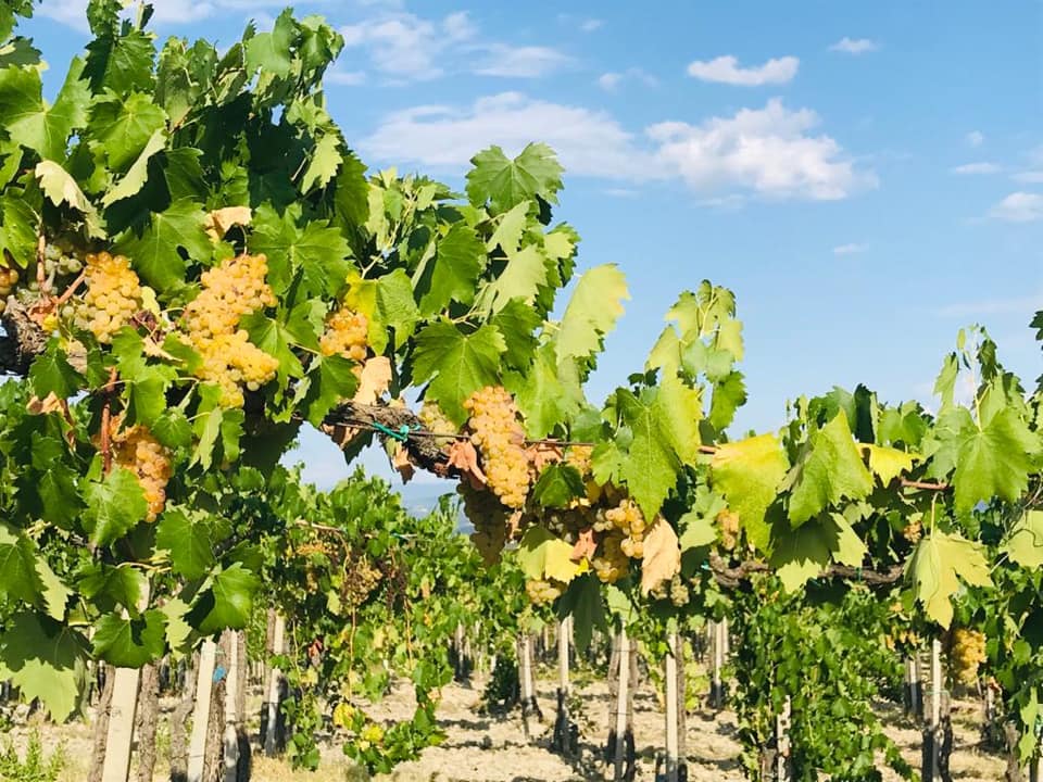 Cesani - Winery in Tuscany | Winetourism.com