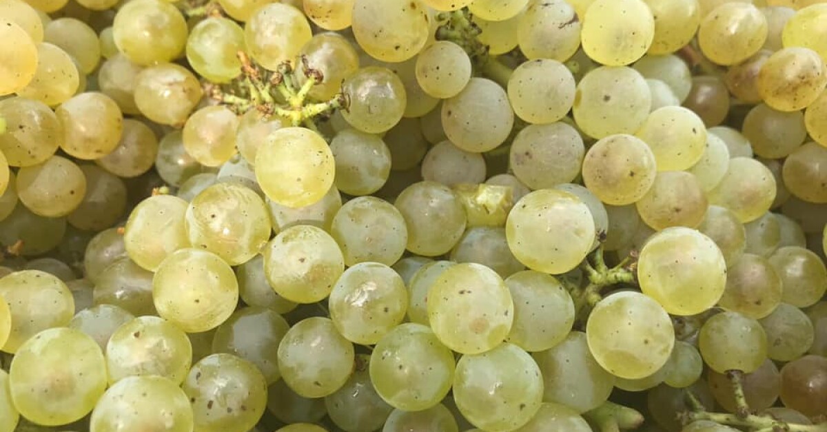 Cesani - Winery in Tuscany | Winetourism.com