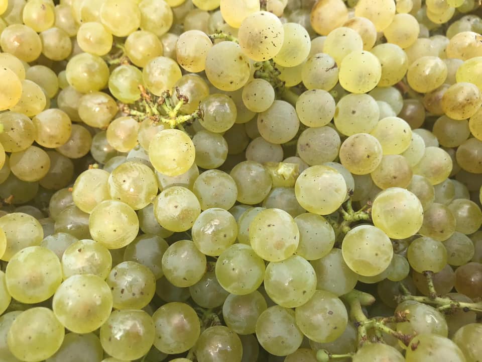 Cesani - Winery in Tuscany | Winetourism.com