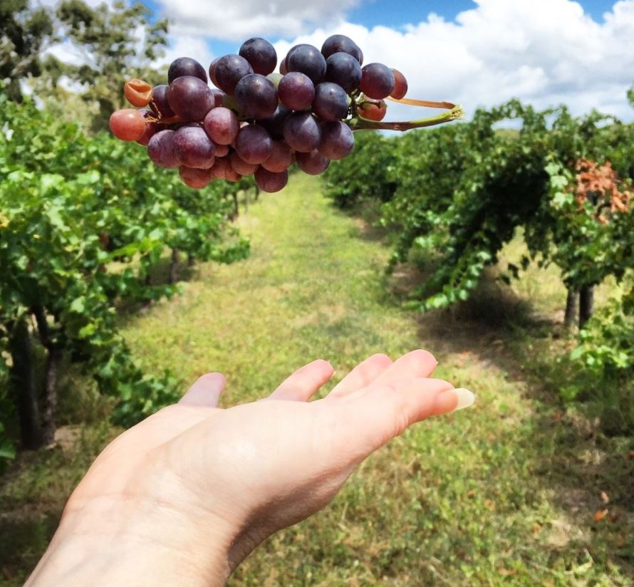 Aphelion Wine - Winery in South Australia | Winetourism.com