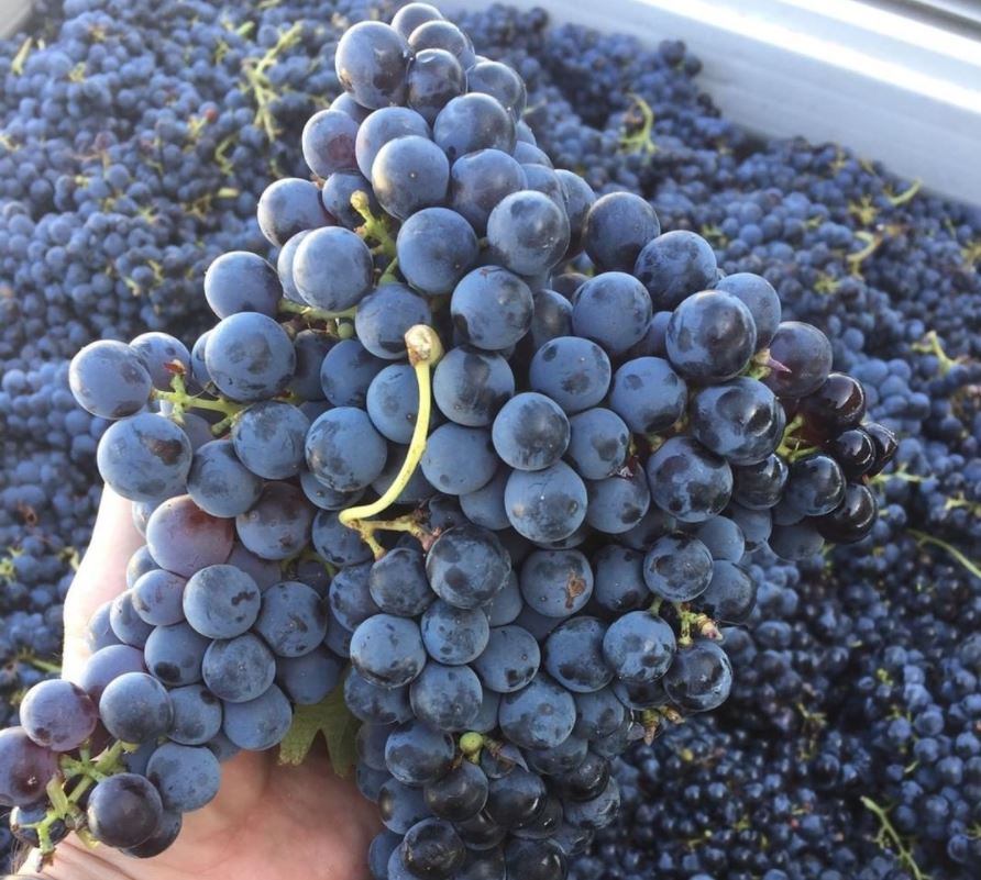 Aphelion Wine - Winery in South Australia | Winetourism.com
