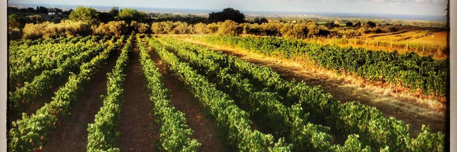 Castello del Terriccio - Winery in Tuscany | Winetourism.com