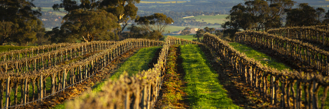 Elderton Wines - Winery in South Australia | Winetourism.com