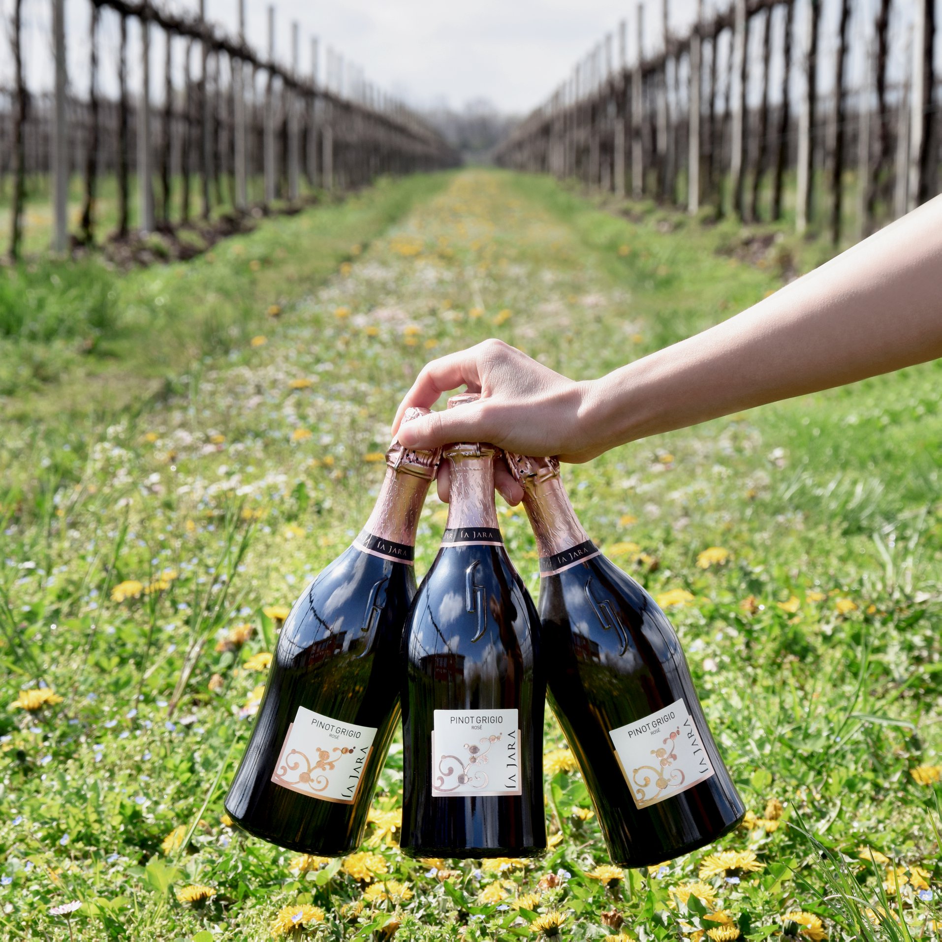 La Jara - Wine tasting & tour | Winetourism.com