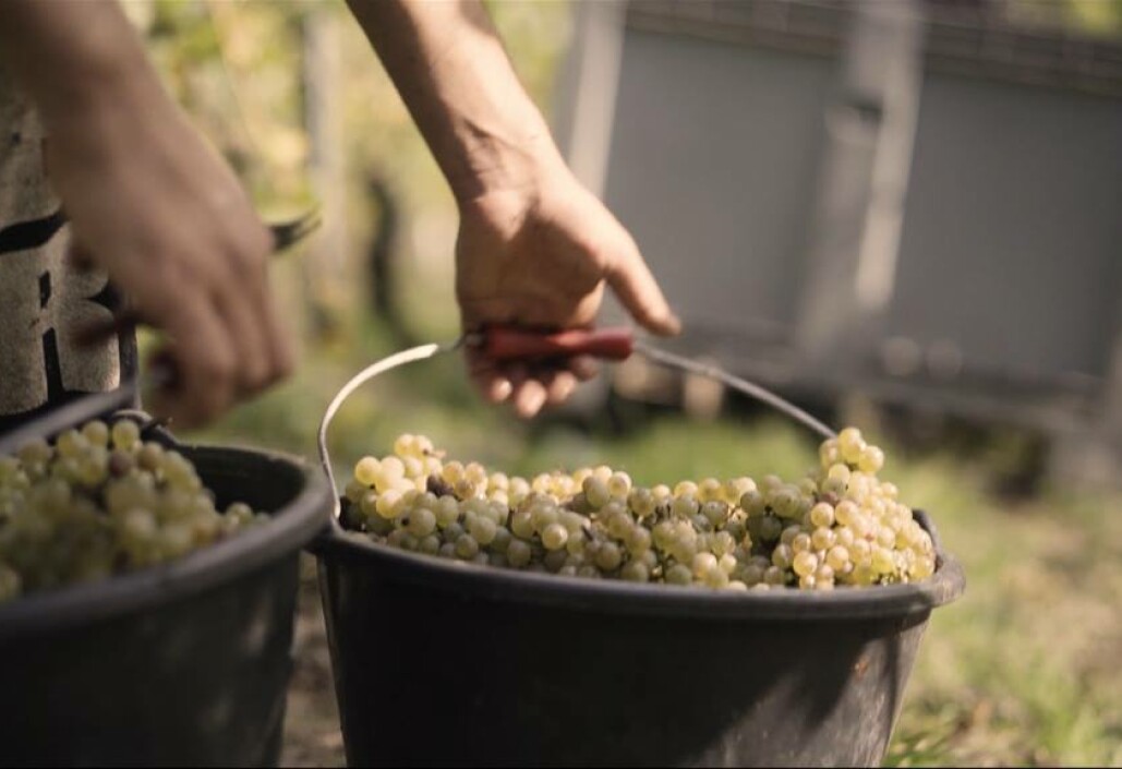 Your 2023 guide to Saar in Mosel Wine Region region | Winetourism.com
