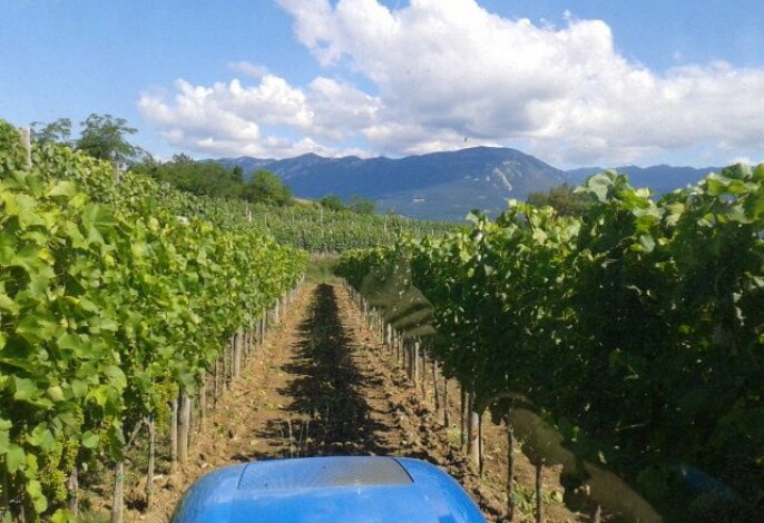 Your 2023 guide to Primorska region | Winetourism.com